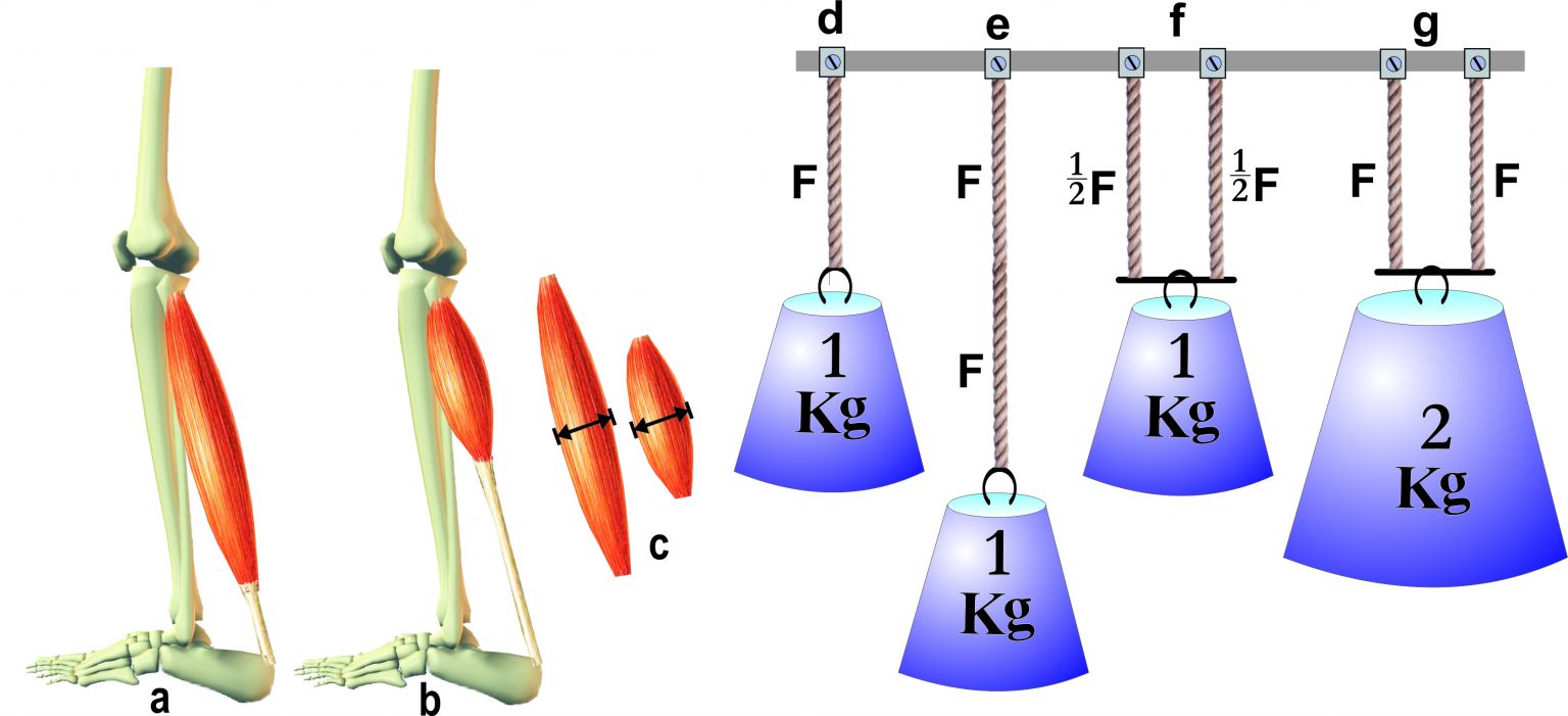 Krachten in bewegingsketens (1) - Versus, Tijdschrift voor Fysiotherapie